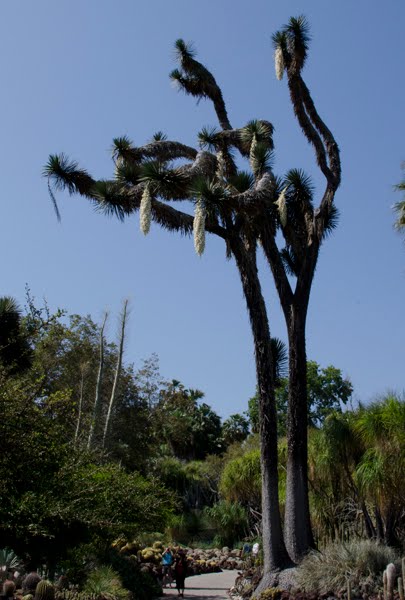 The Wayward Hawaiian: One Huge Yucca!