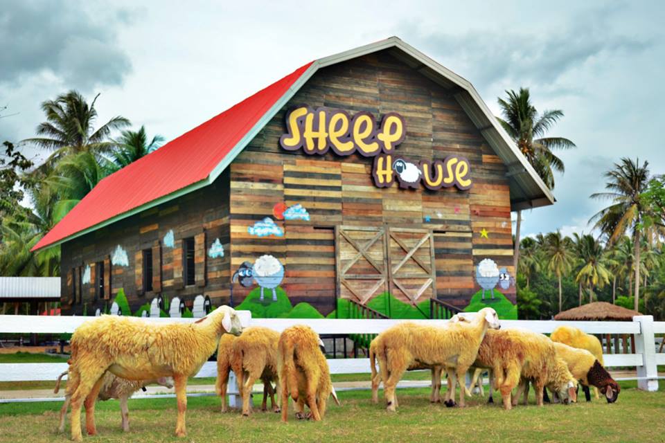 ของโบราณ: Pattaya Sheep Farm : Thailand : ฟาร์มแกะที่พัทยา จ.ชลบุรี