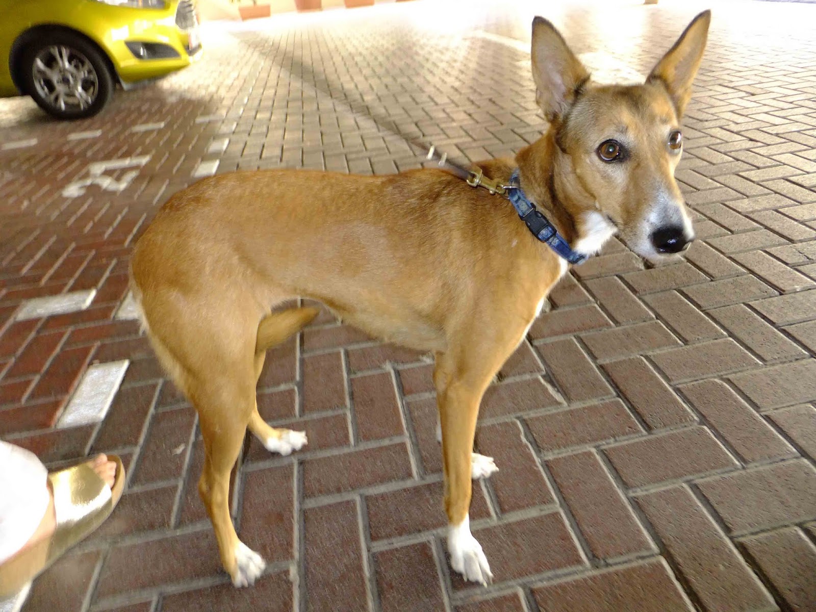 Wild born Canaan dogs of Saudi Arabia: Update on the genetic study of ...