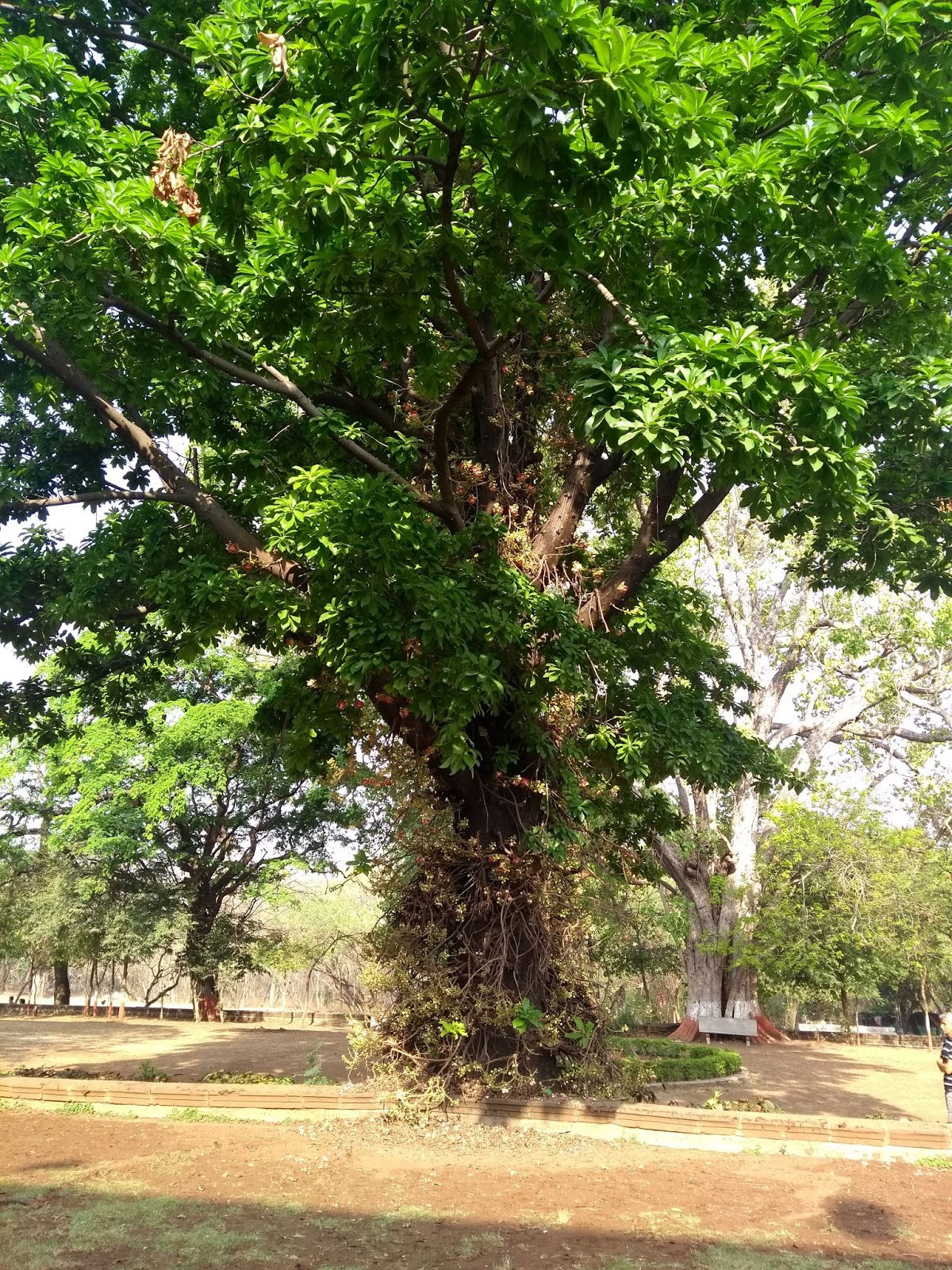 Spice of Life!: Cannon Ball Tree (ThursdayTreeLove)