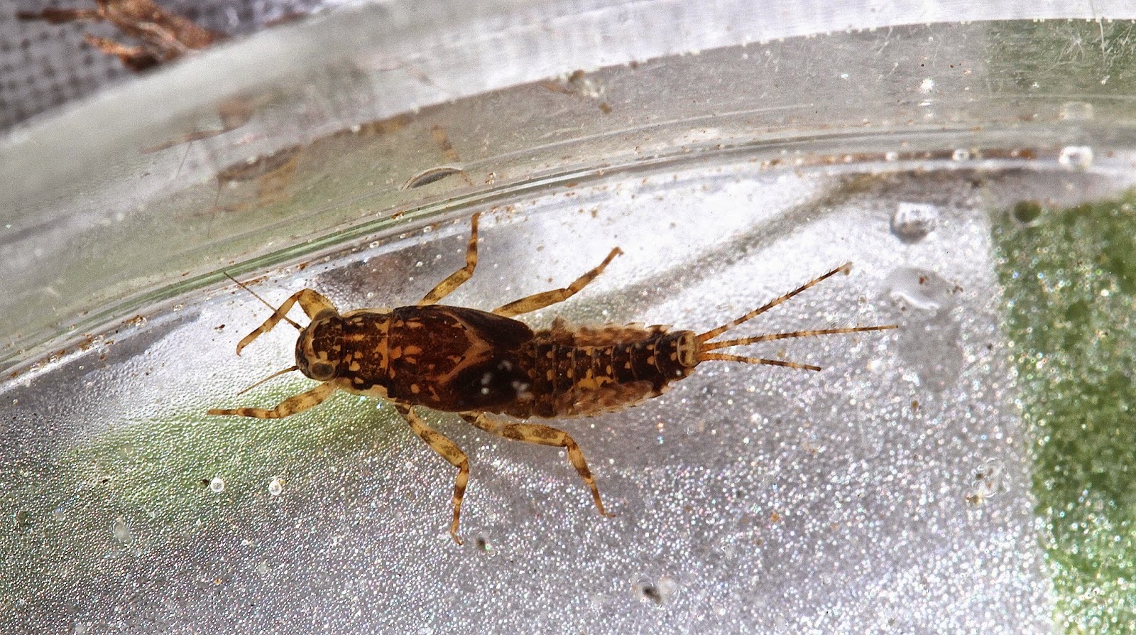 Aquatic Insects of Central Virginia: May 2014