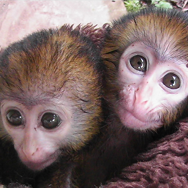 Cute Monkeys - Cool Stories and Photos