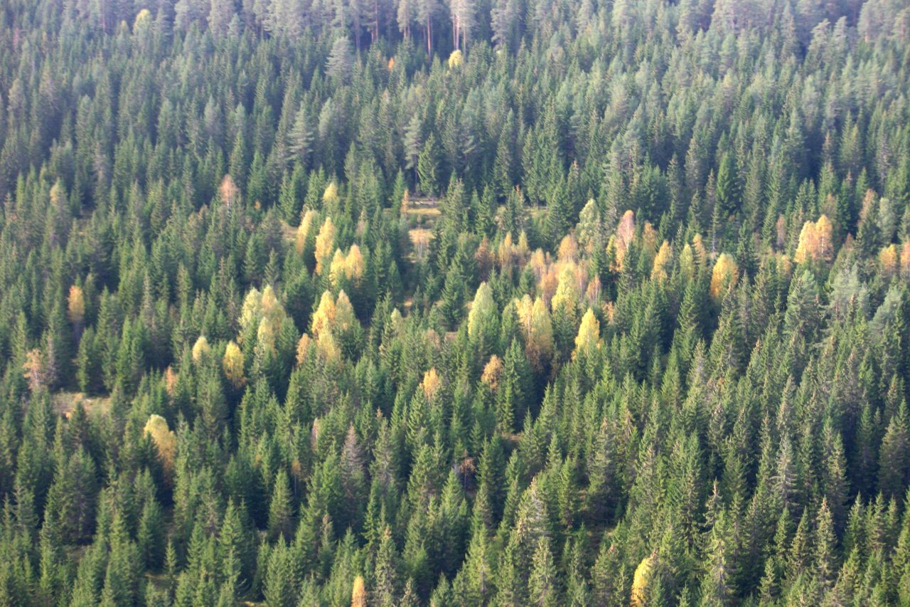 Floresta de Coníferas | Coniferous Forests