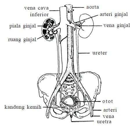 Sistem Ekskresi pada Manusia