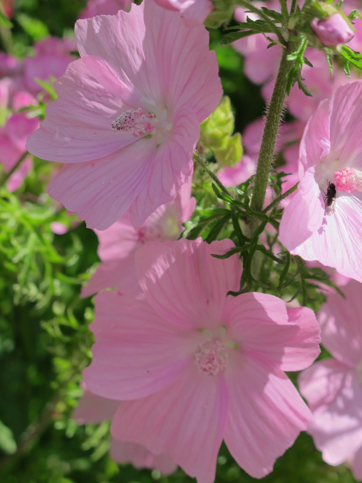 Sweet Days and Roses: ♡ Gorgeous Pink Mallow