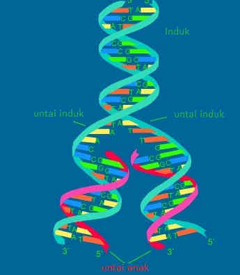 Fungsi DNA Helikase Dalam Replikasi