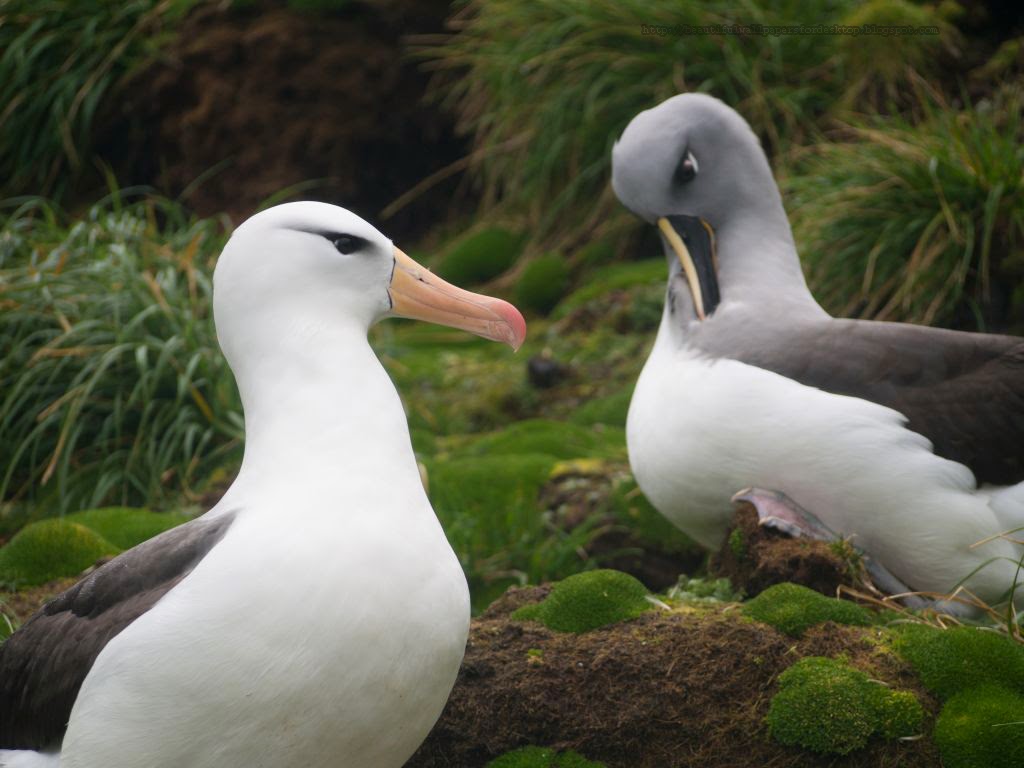 Black browed Albatross wallpapers hd