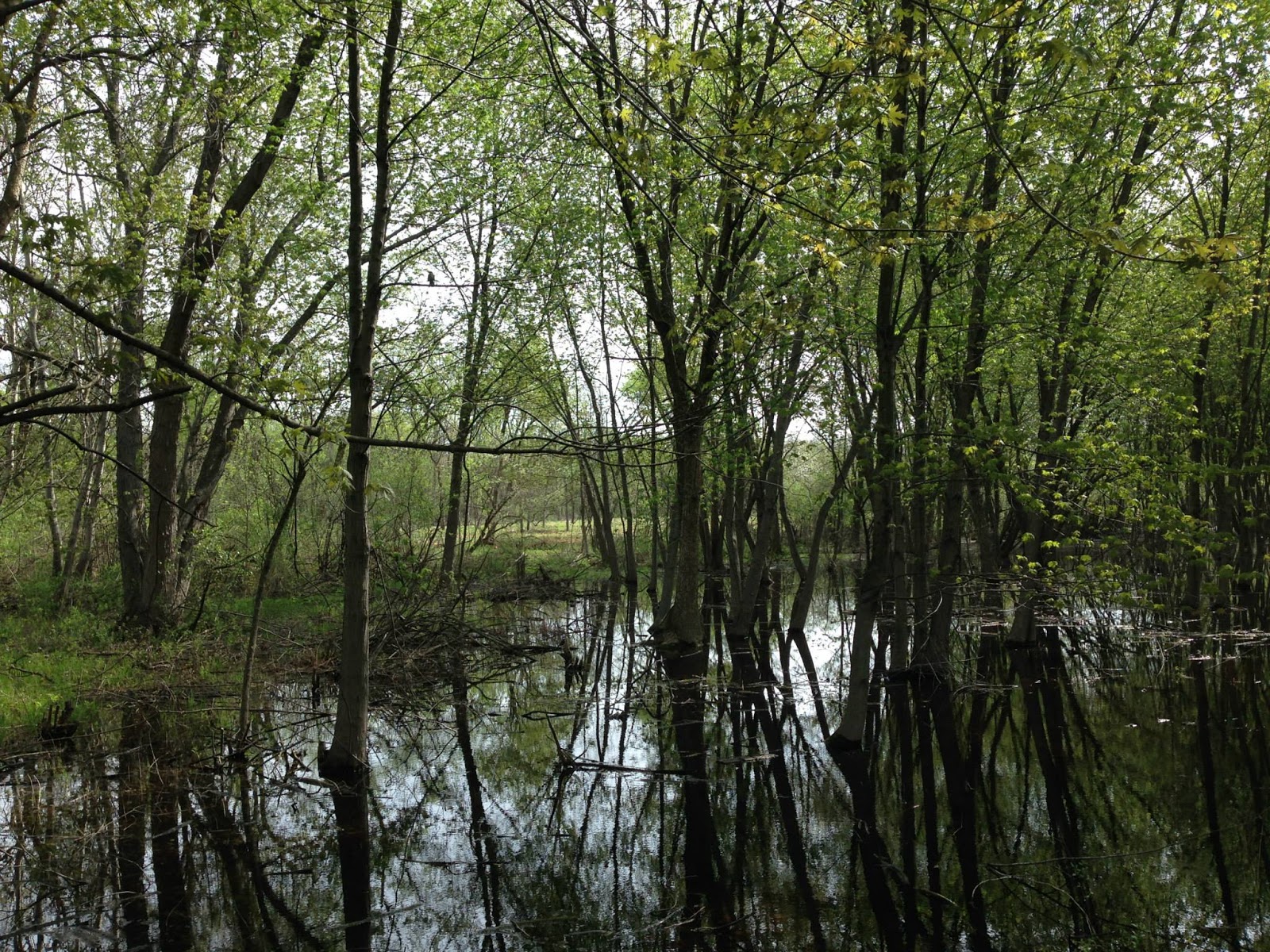 A Sandy and Swampy Urban Island: A summary of ecological problems and ...