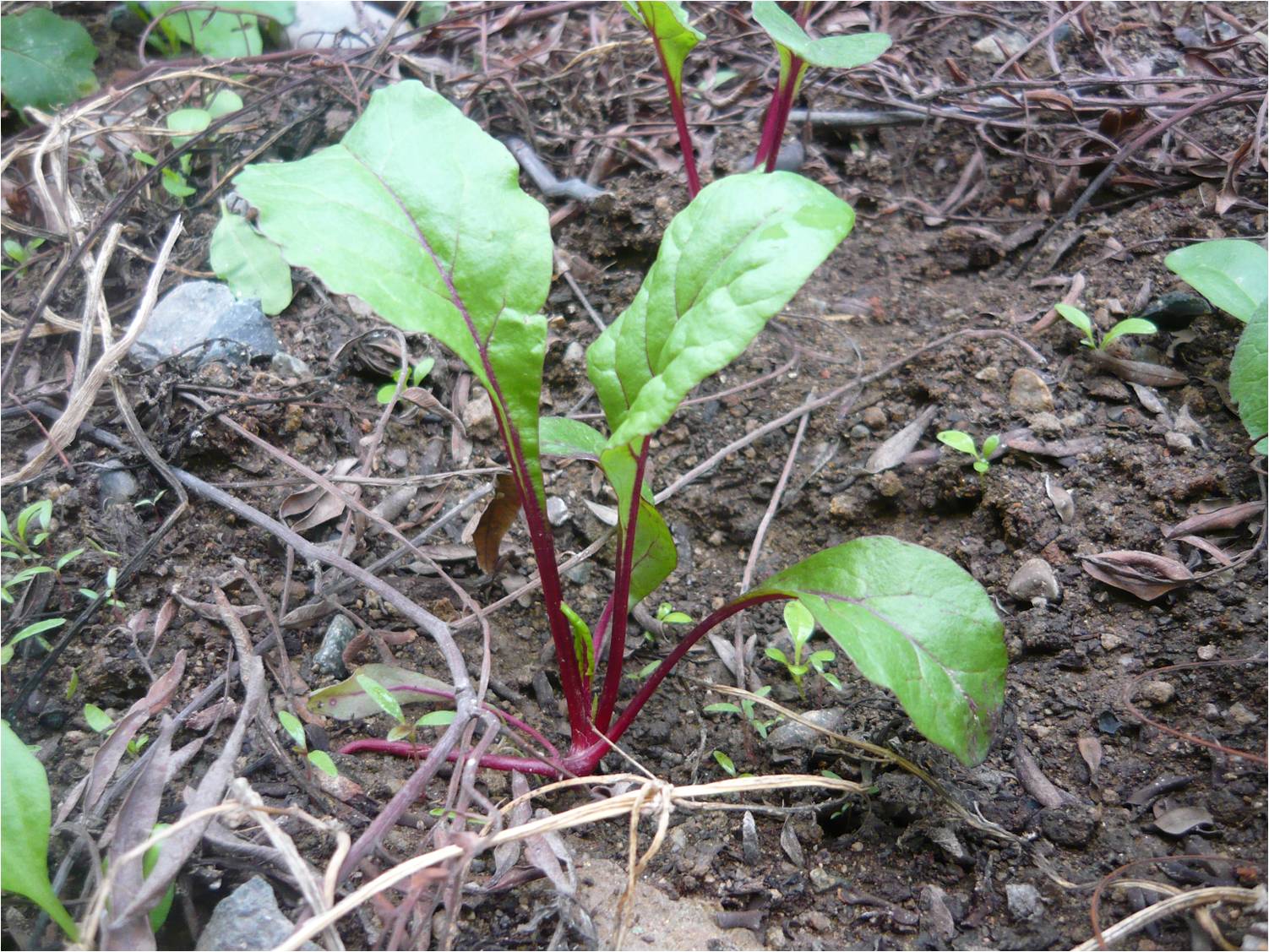 ALTERNATIVA ECOLÓGICA: CULTIVO DE BETARRAGA