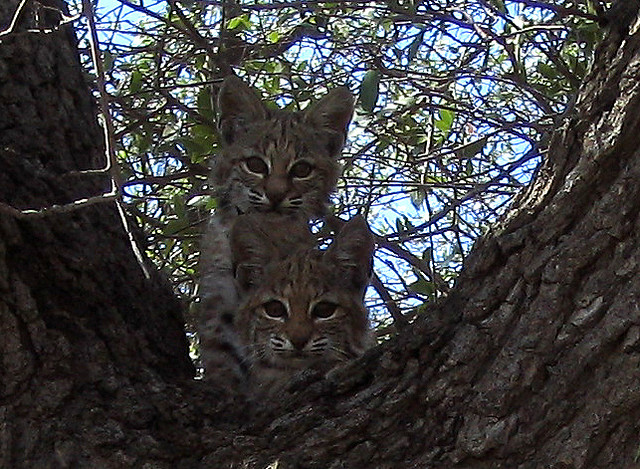 The Bobcat – Resilient Predator of North America | The Ark In Space