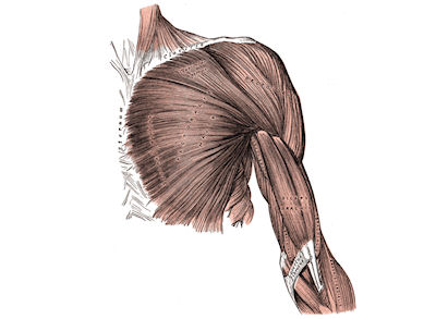 The Presurfer: Ever Wake Up To A Numb, Dead Arm? Here's What's Happening