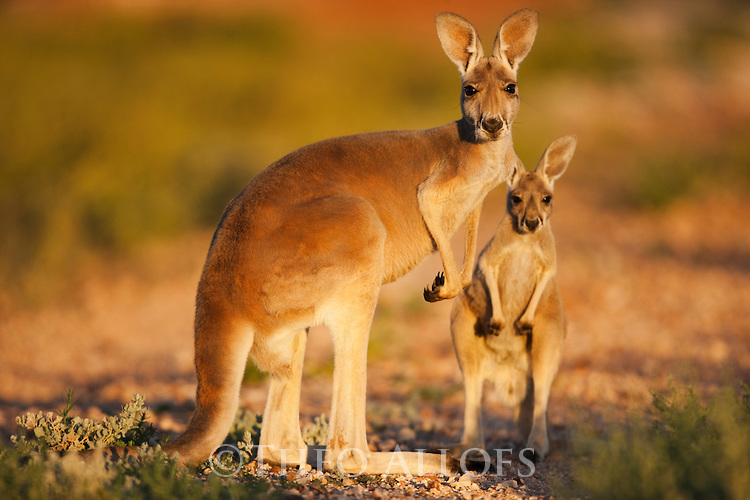 South Australia: Canguru