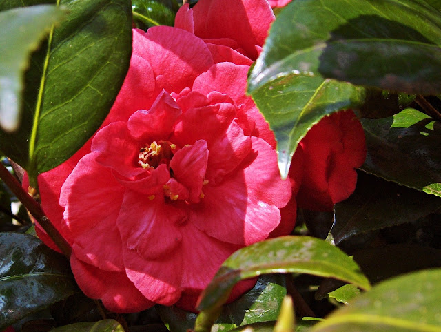Mike's Cornwall: Early Spring Flowers In My Cornish Garden