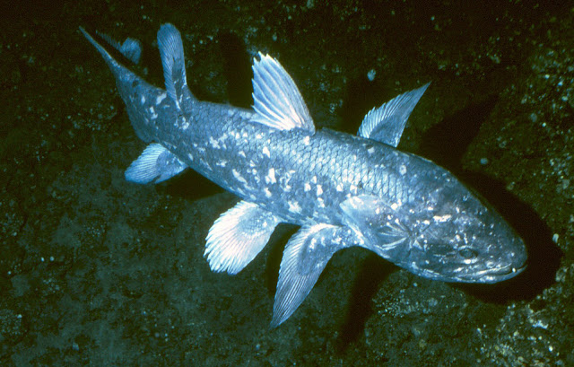 Coelacanth | The Biggest Animals Kingdom