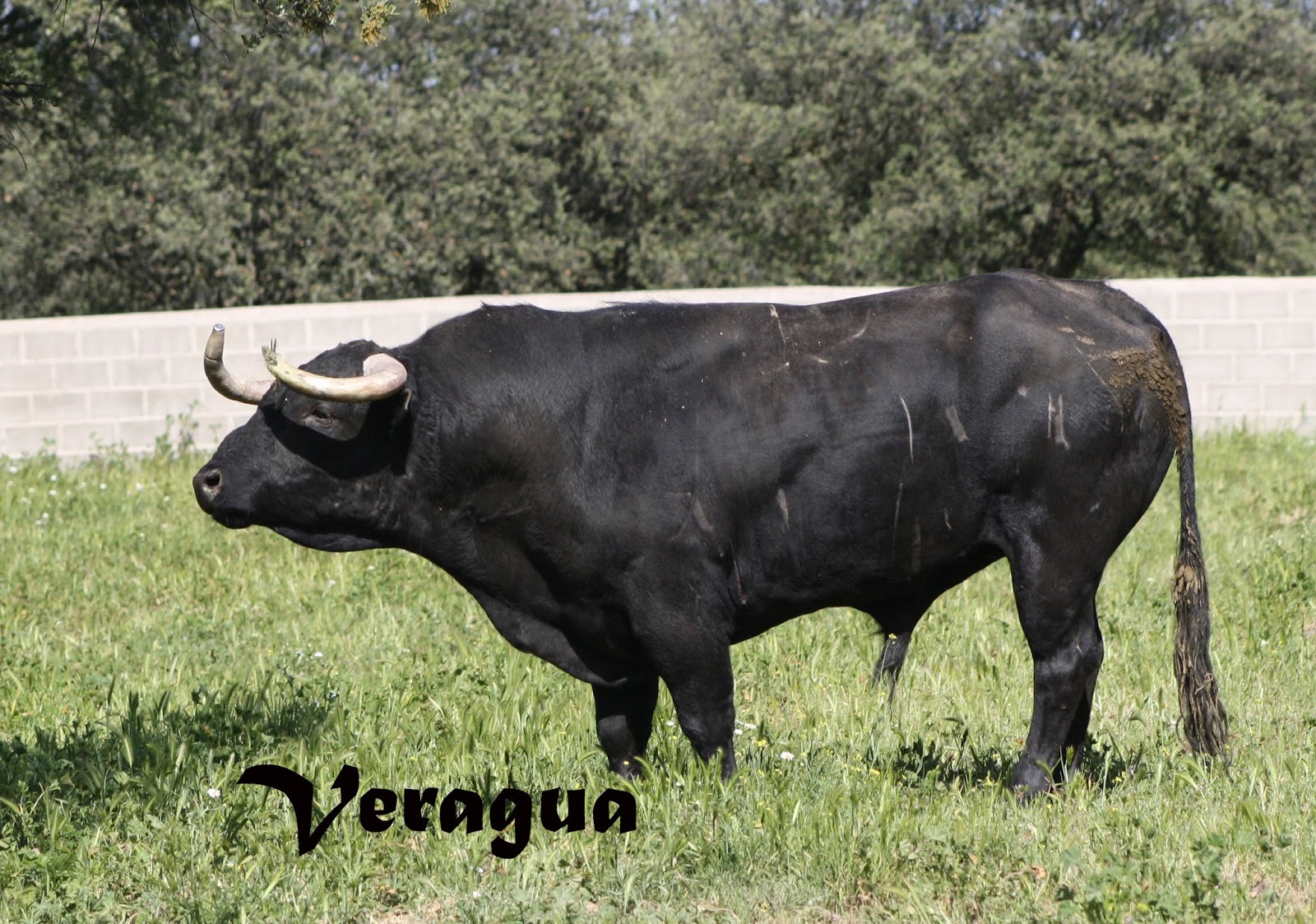 Encastes Bravos: El Jaral de la Mira: Ibanes toledanos