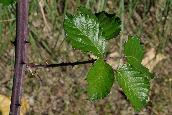 invitaminerva45: SILVAS & AMORAS