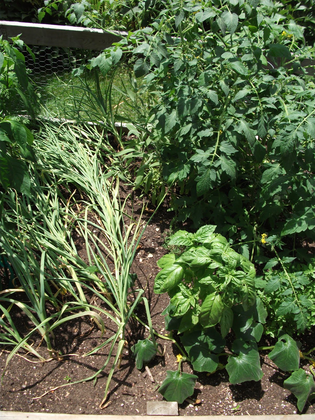 Scoakat's Garden: Monster Cucumber Plant