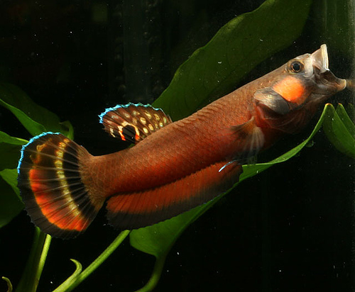 Peacock Mouthbrooder - Betta macrostoma ~ Nice Betta