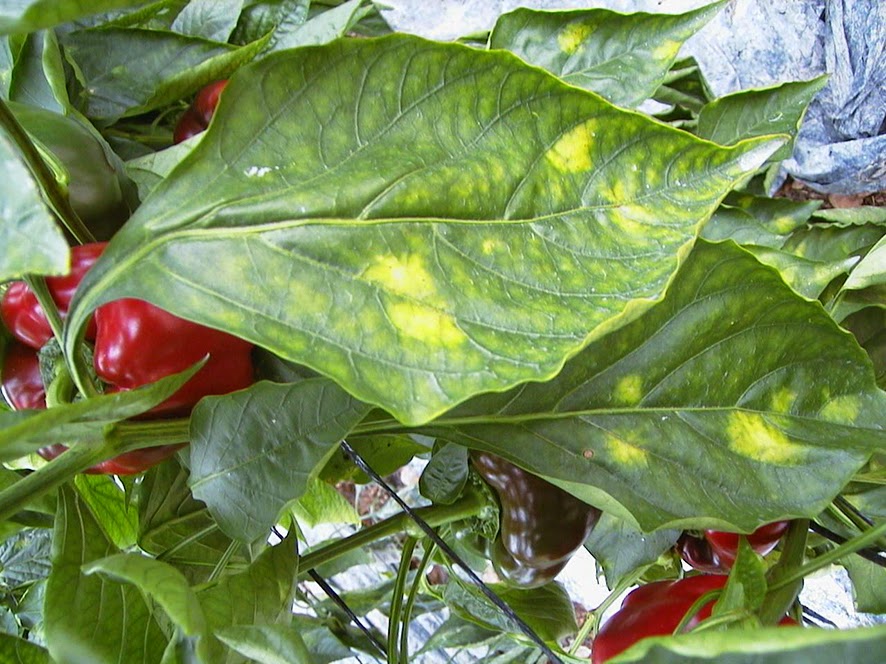 GALERÍA DE IMÁGENES FITOSOFÍA