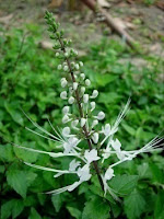 Plante de la A la Z: Orthosiphon aristatus - Ceai de Java