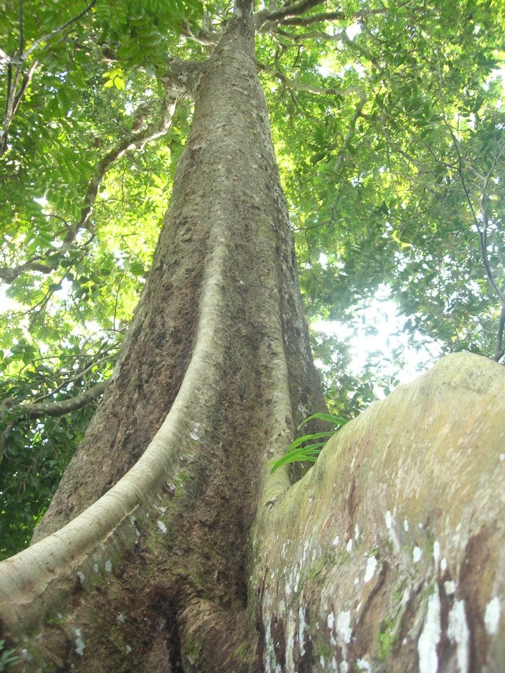 POHON RAO/RAU | Aenze Blog