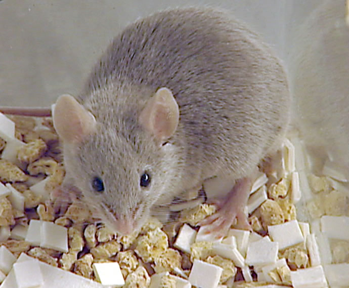 WildLife: Mouse Animals Wallpapers 2012