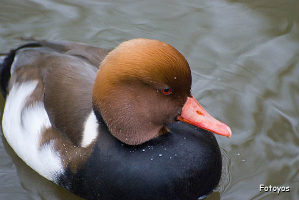 fotoyos: Pato colorado
