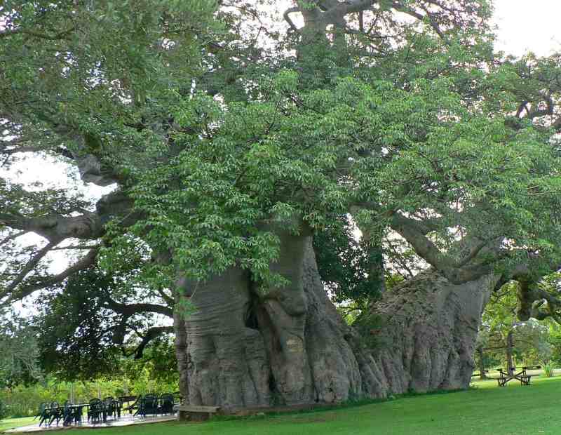 Trees Planet: Adansonia digitata - Baobab