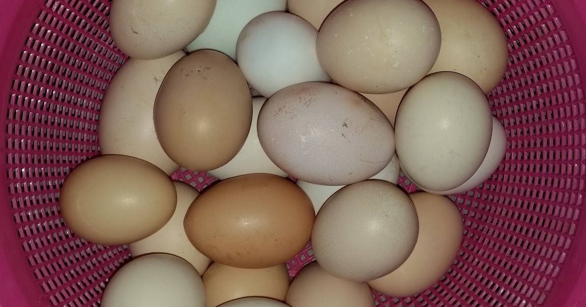 Warisan Petani: Telur Ayam Kampung