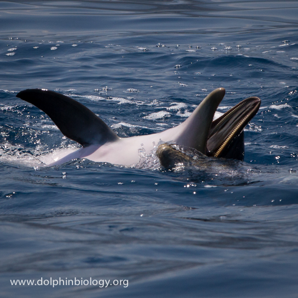Dolphin Biology and Conservation: Striped dolphin's sharp teeth
