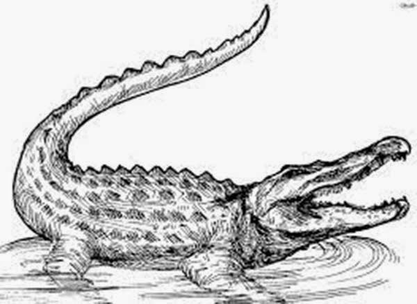 Caiman alligator coloring pages