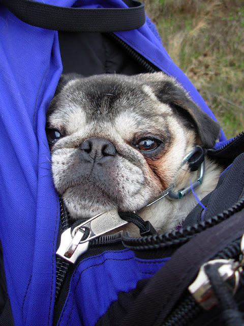 My Roads Traveled: Iron Pug