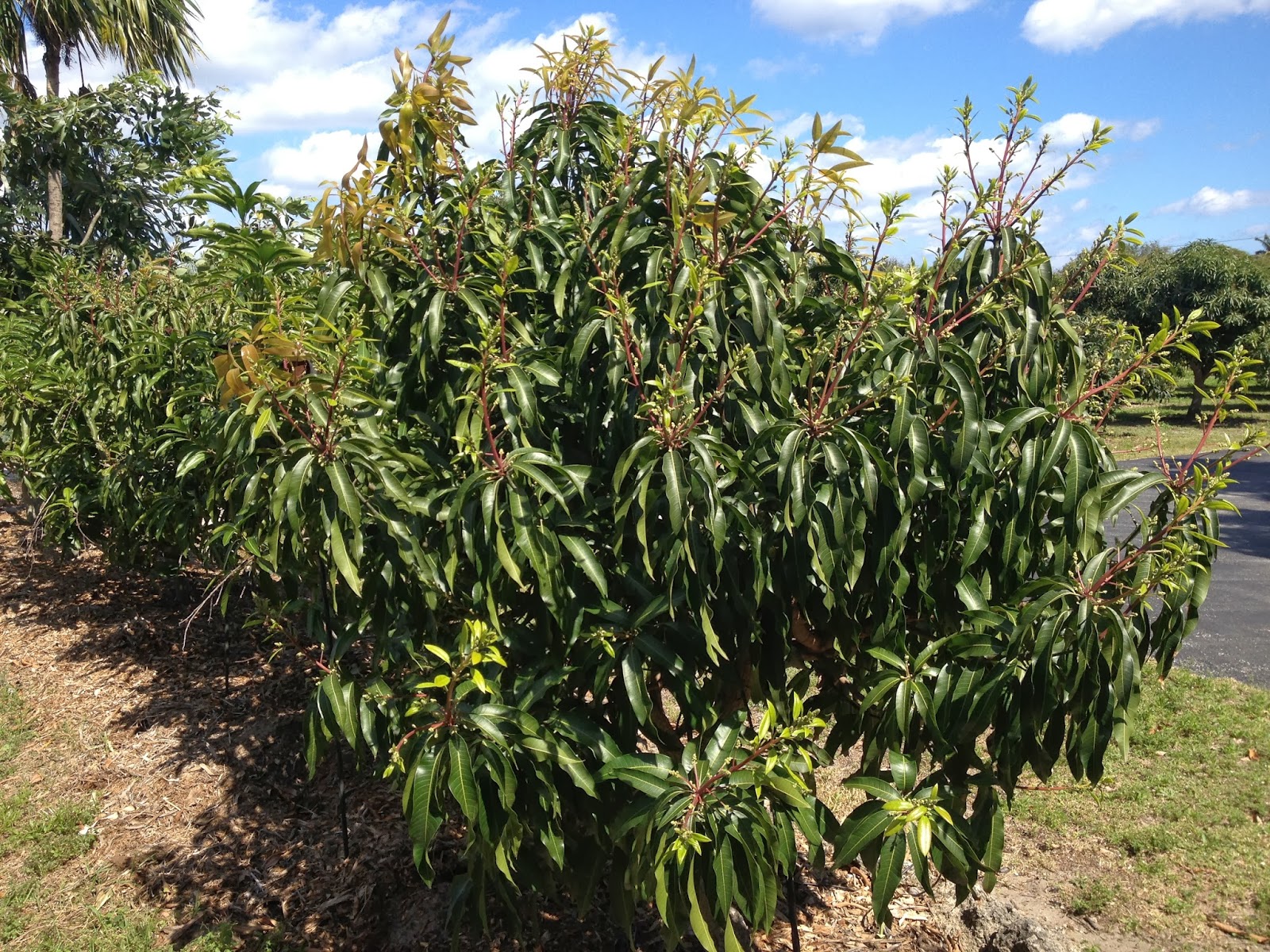 The Mango Report from Truly Tropical: Mid-February Update