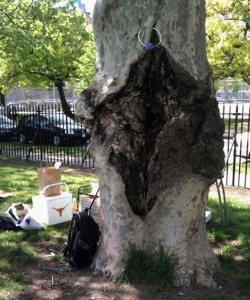 Sammi's Blog ☻: Weird Trees............You just HAVE to see.....♥