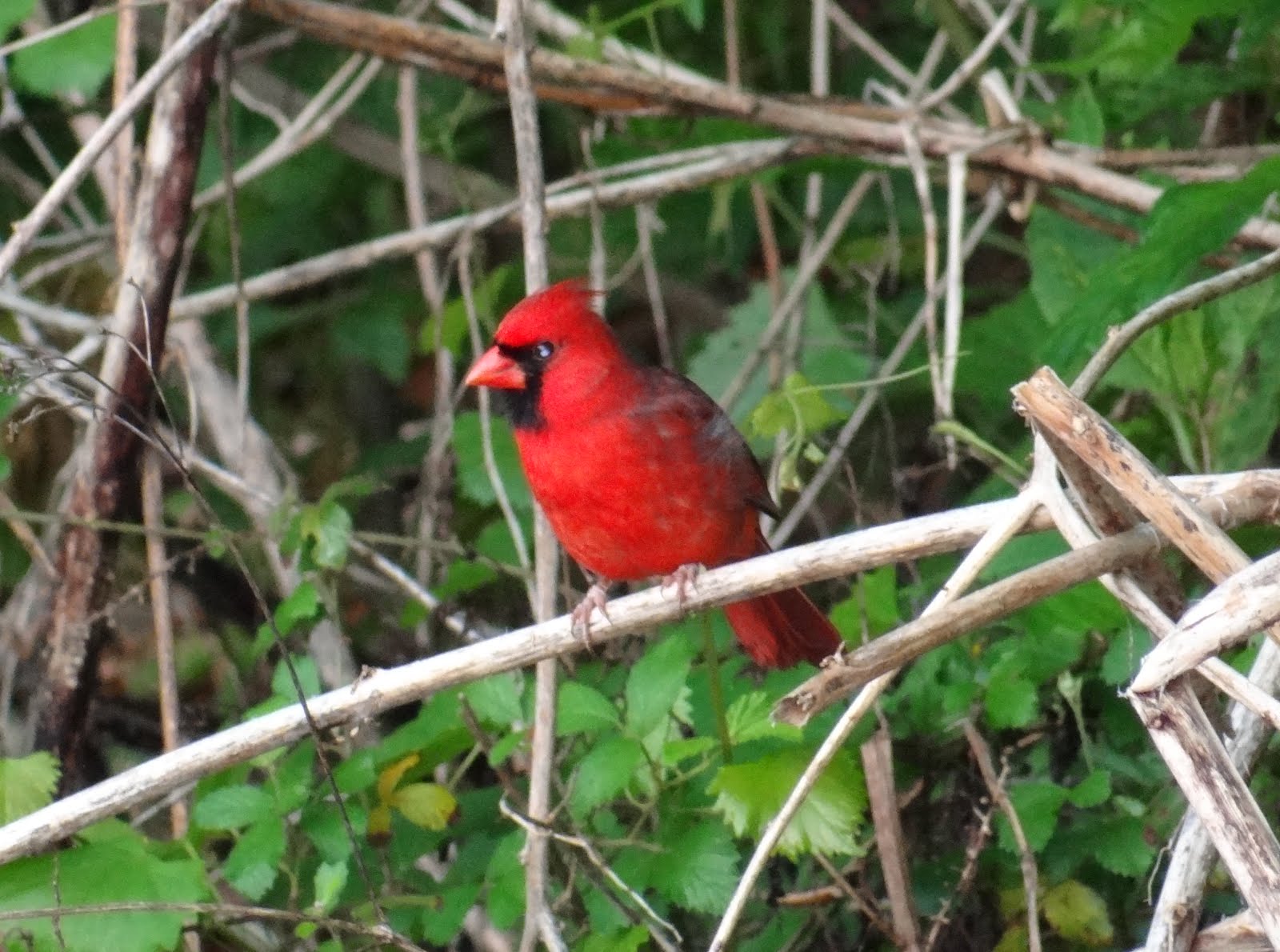 Feathers And Beaks: Cardinal