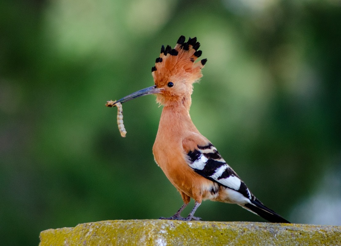 Faules i Contes d'Animals: LA PUPUT