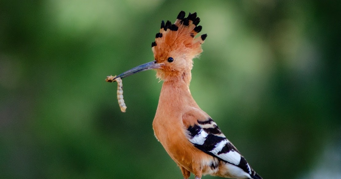 Faules i Contes d'Animals: LA PUPUT