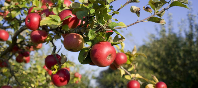 Formación y desarrollo del fruto - Biología
