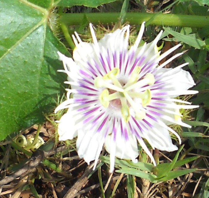 Passiflora foetida L.