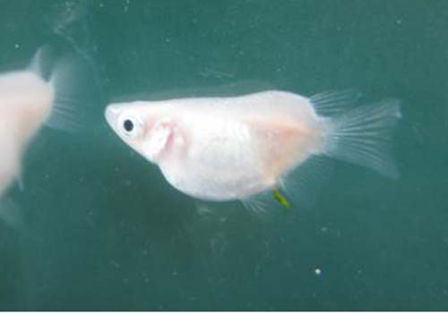 Goldfish Garage: A Two Car Fishroom: Japanese Medaka Imports!