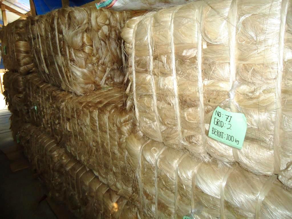 Pelepah pisang abaka yang tumbuh di tanah indonesia sudah mendunia ...