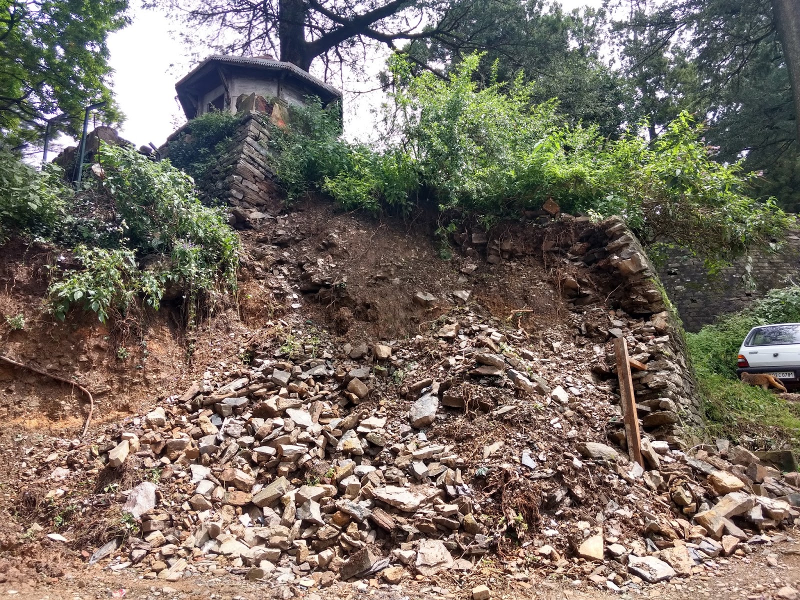 Catching Flies: Tracing some ornithological roots