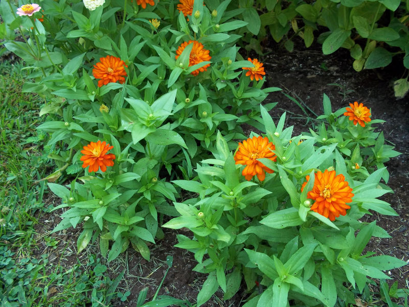 Davy's Louisiana Gardening Blog: Zinnias - Zahara and Lilliput