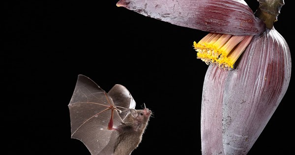 Ecofriendly: Gray Bat