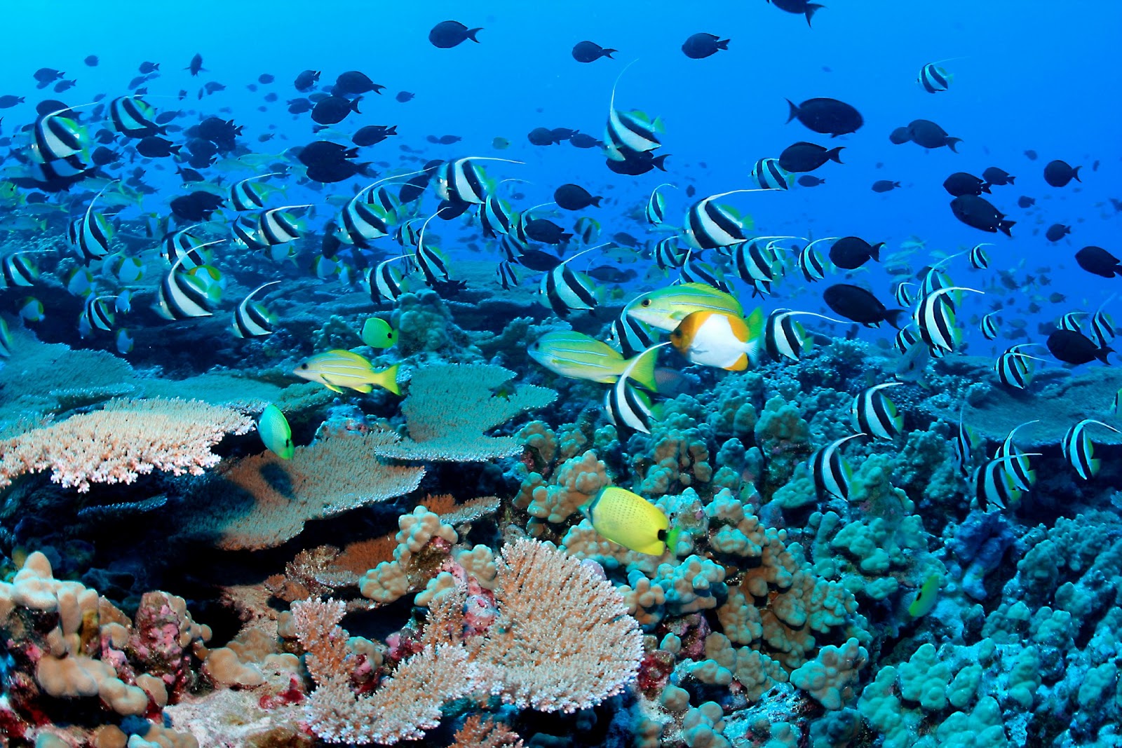 ShaSa Resort & Residences, Koh Samui: Diving the Koh Samui Coral Reefs