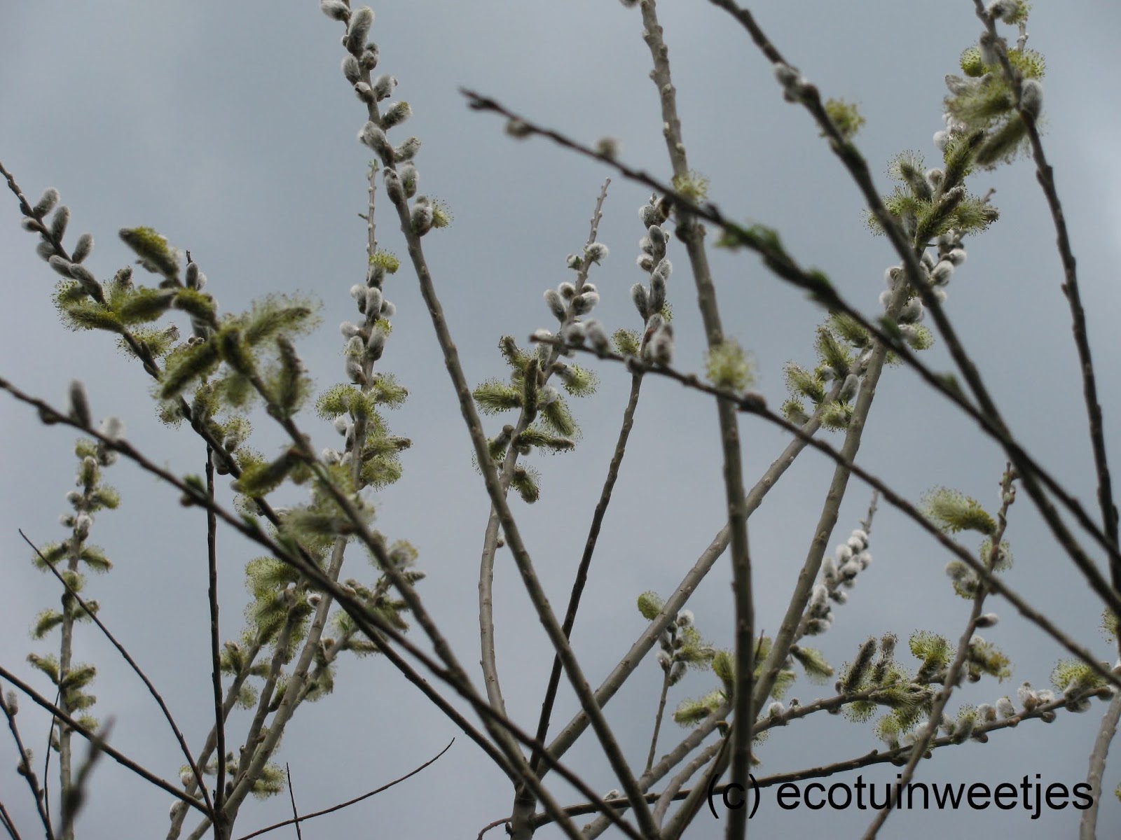 Ecotuinweetjes: januari 2019
