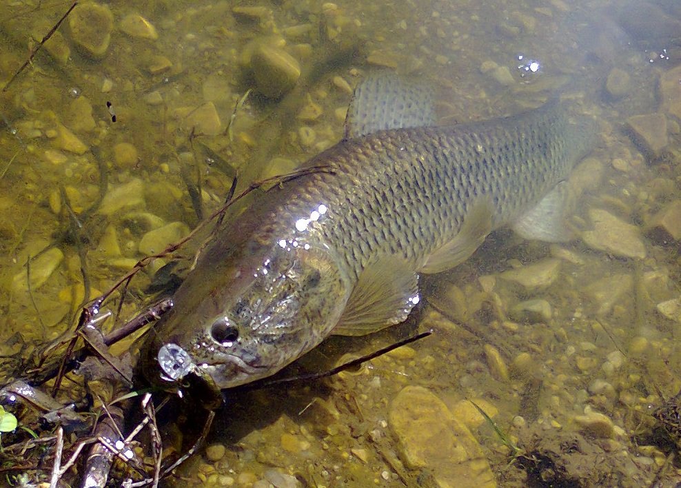 TUDO SOBRE TRAIRA::..: A TRAIRA É O PRIMEIRO TROFÉU DO PESCADOR!
