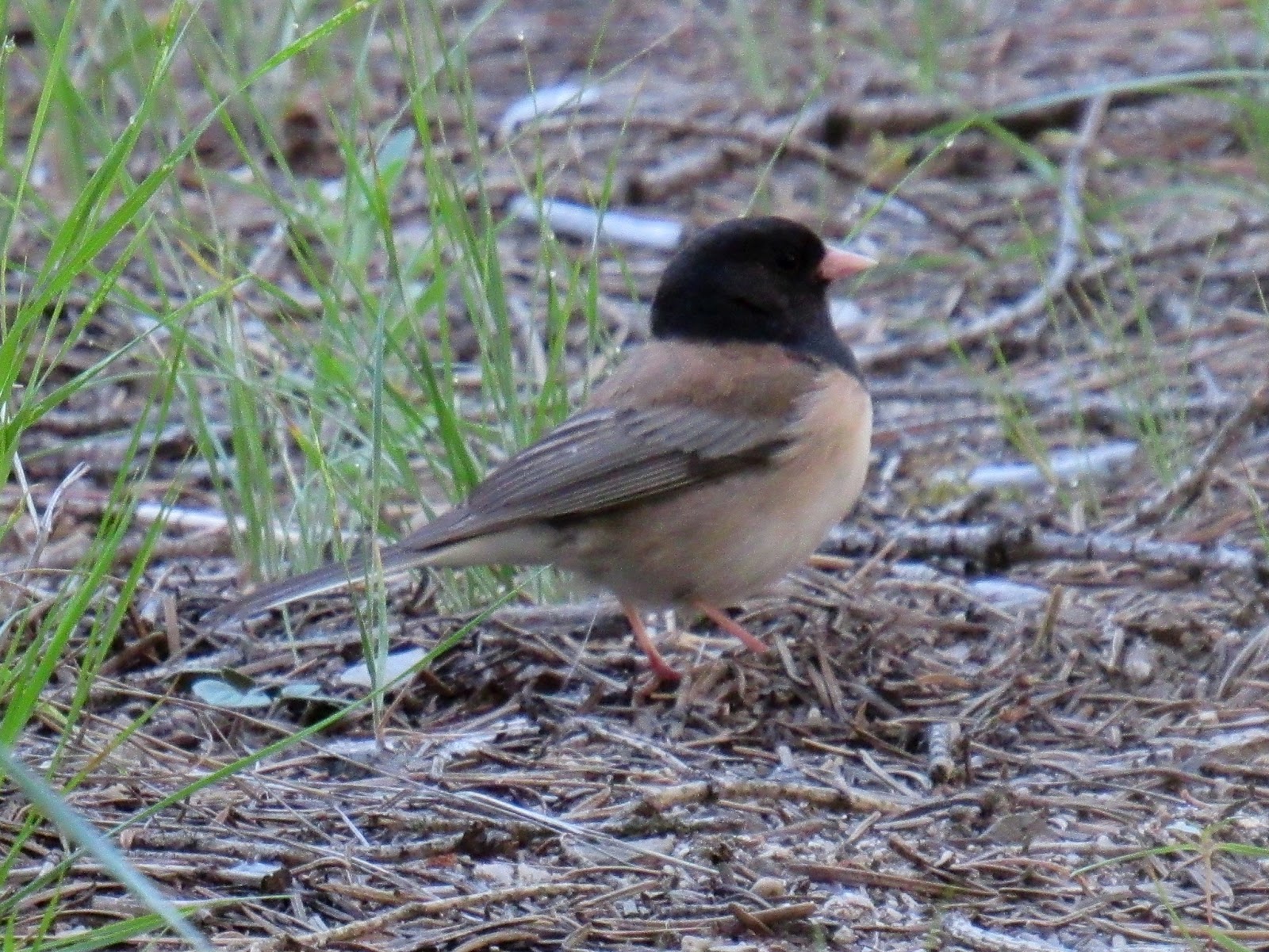 Dark-eyed Junco