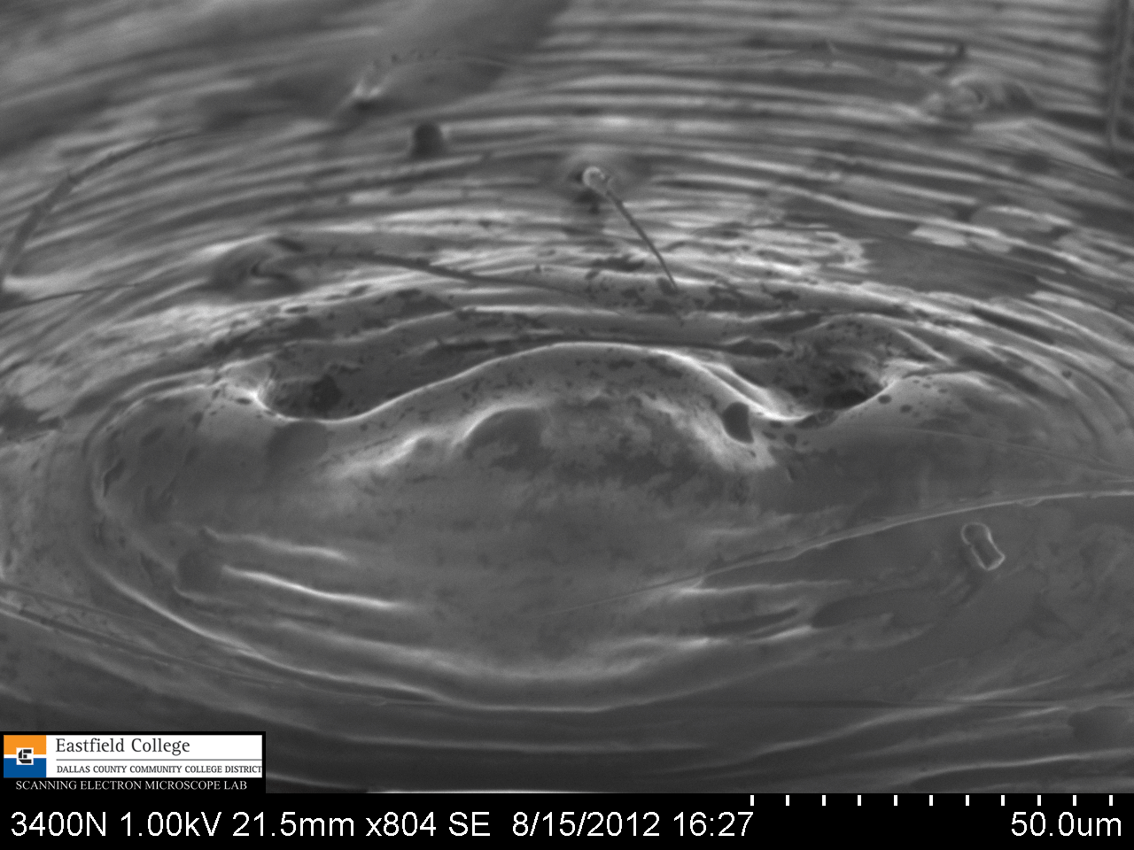 Scanning Electron Microscope Blog: Itsy Bitsy Spider - The Scanning ...