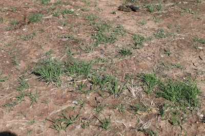 The Military Gardener: Growing the Turffalo & Sundancer Updates for ...